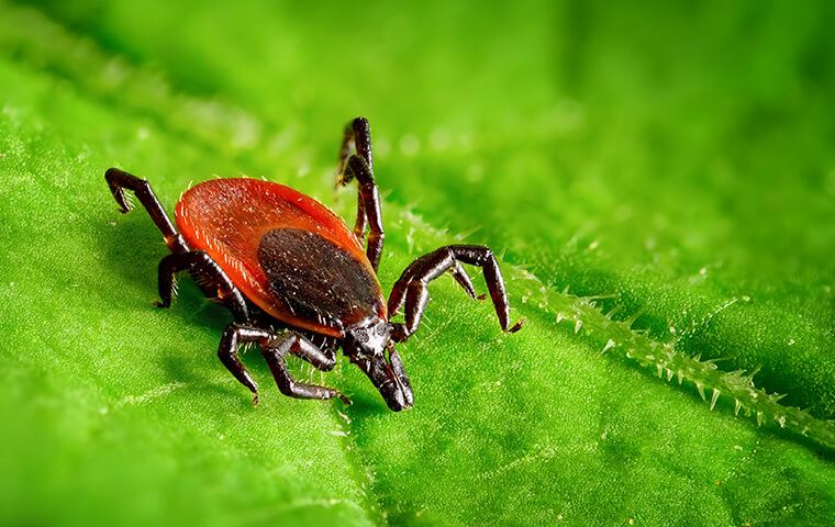 Dangers Ticks Pose to Texas Home and Pet Owners