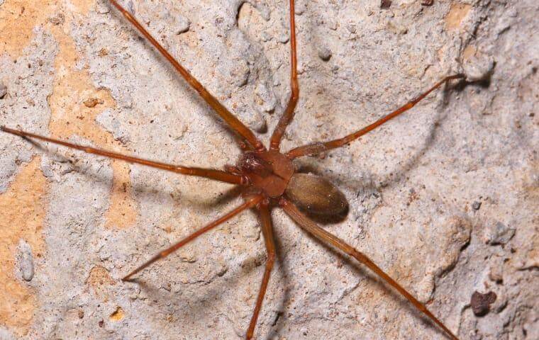 How to Tell If It's a Brown Recluse in Your San Antonio Home