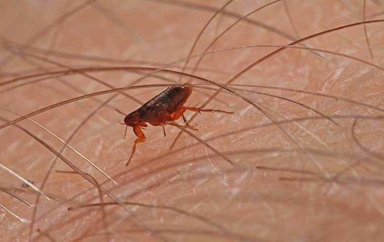 Why Professional Treatment for Fleas in San Antonio Is a Must